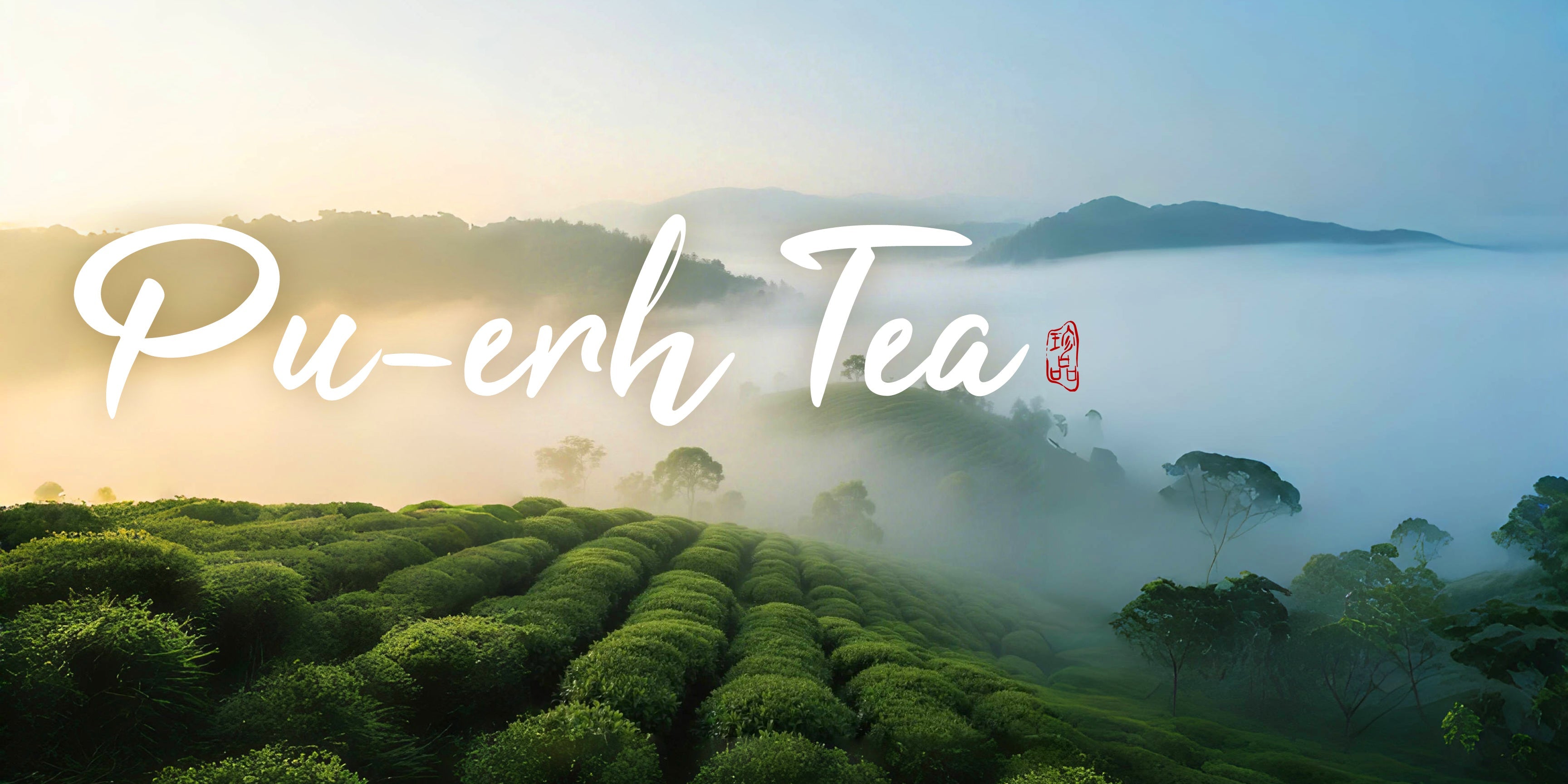 Raw & Ripe Pu-erh Tea | Aged Ancient Tree Tea Cakes | Saanwu – saanwustudio